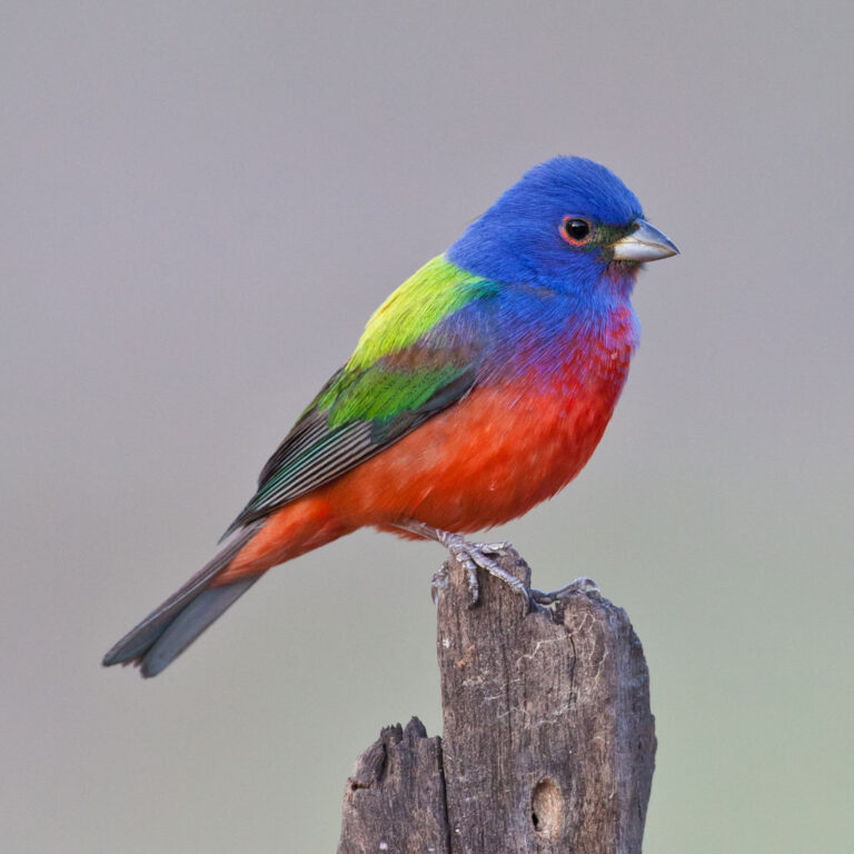 Birding Basics – Florida Birding Trail