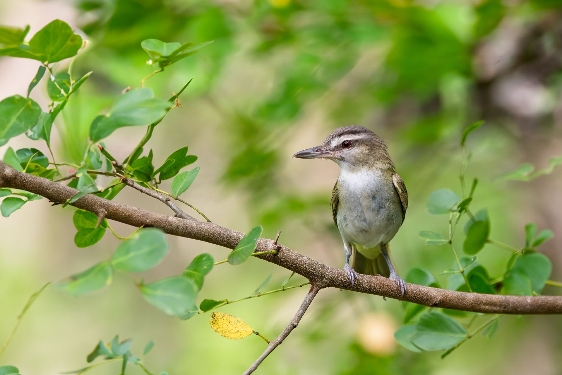 Birding Basics – Florida Birding Trail