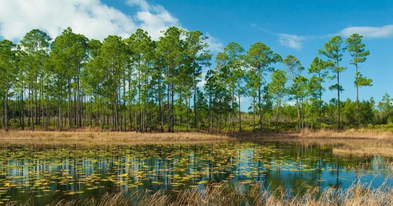 Ocala National Forest - Florida Birding Trail