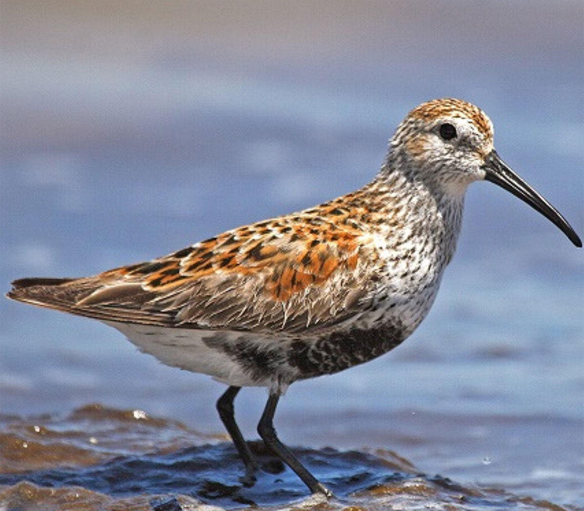 Sandpipers of Florida – Florida Birding Trail
