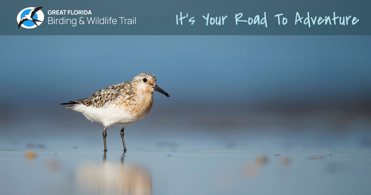 Venice Area Audubon Rookery - Florida Birding Trail