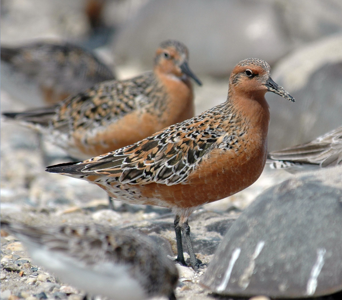 Sandpipers of Florida – Florida Birding Trail